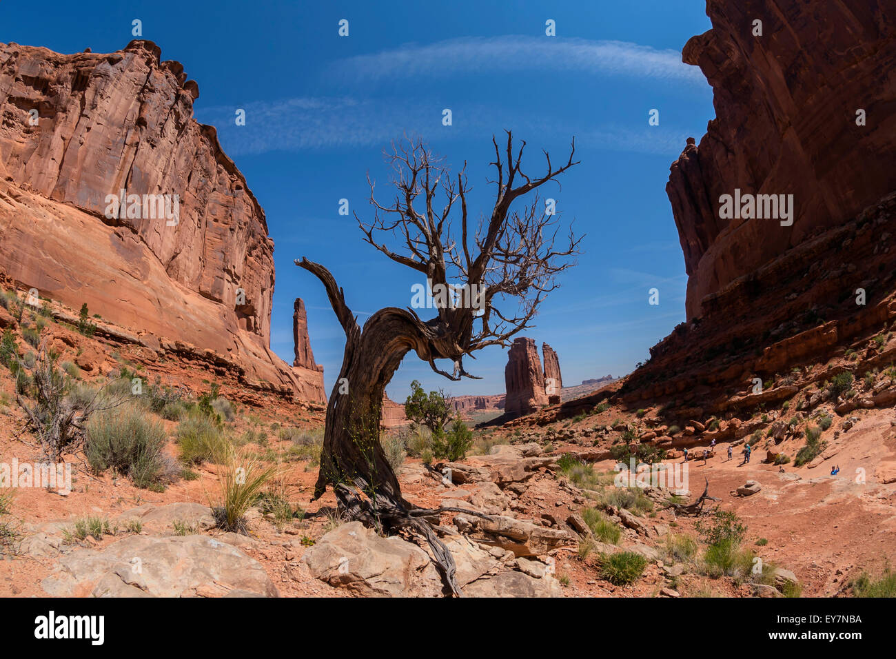 Wallpaper Of Dried Trees
