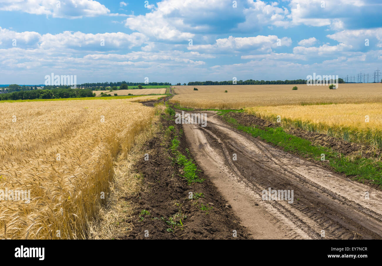 Classic Ukrainian rural landscape with corn fields and road Stock Photo ...