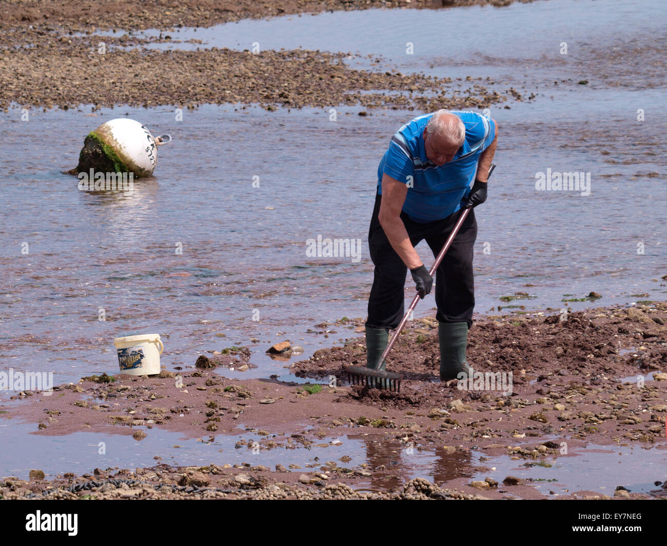 Cockle gathering hi-res stock photography and images - Alamy