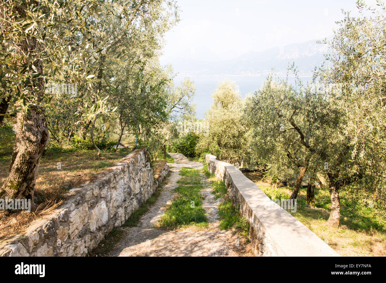 Olive grove seen at Lake Garda in Italy Stock Photo - Alamy
