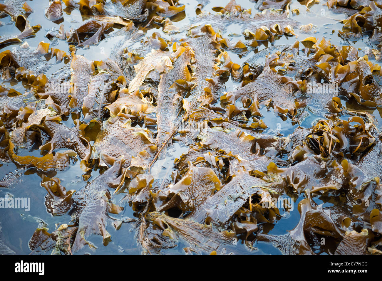 Laminaria algae in water at low tide with many stalks and leaves Stock ...