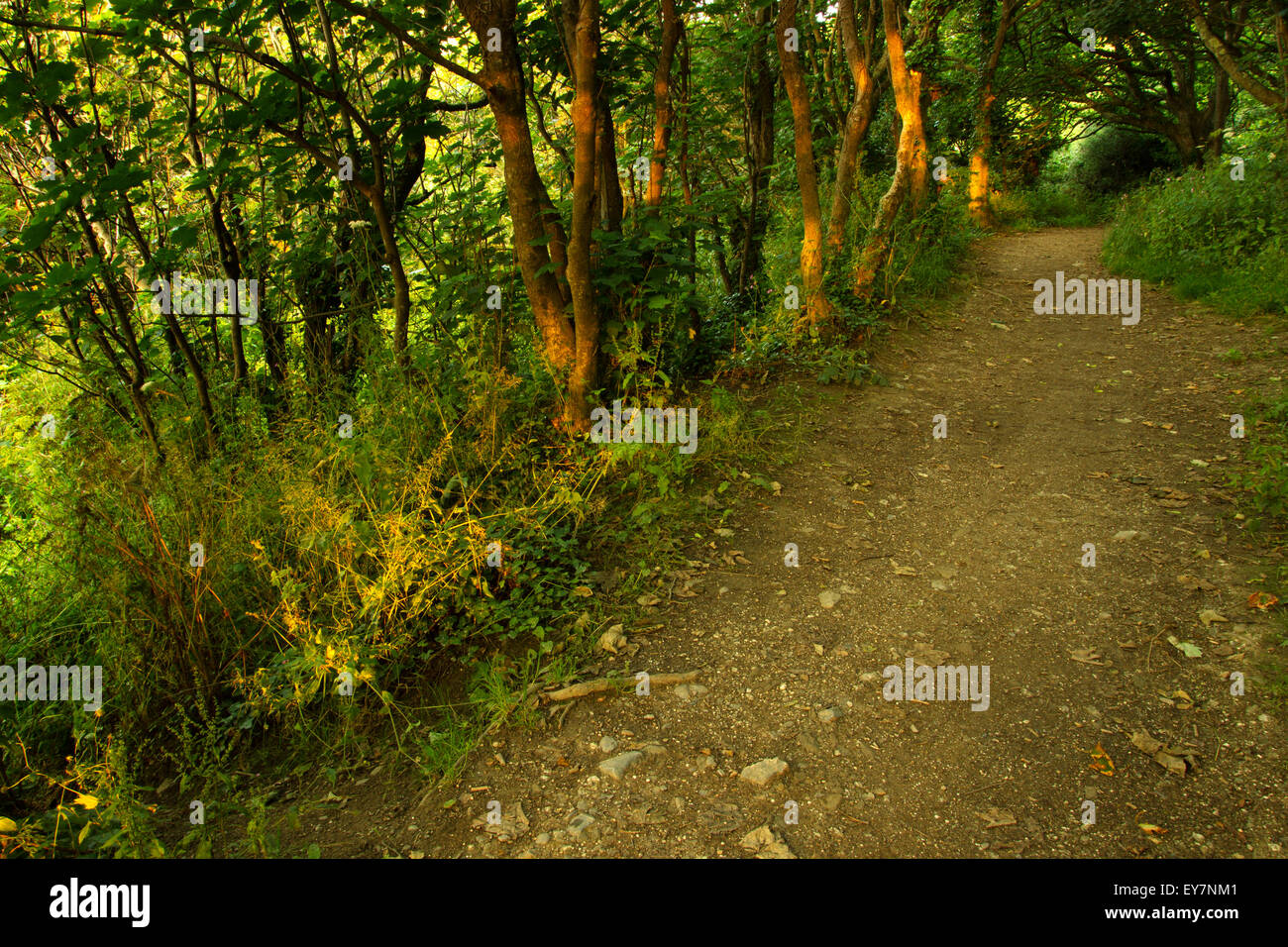 Morning woodland path Stock Photo - Alamy