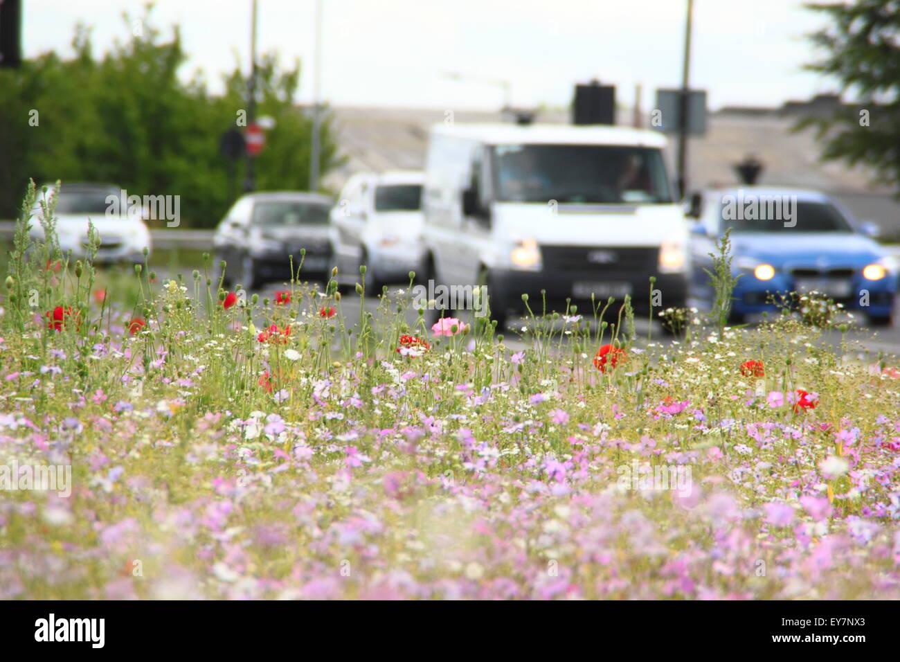 Roadside flowers hi-res stock photography and images - Alamy