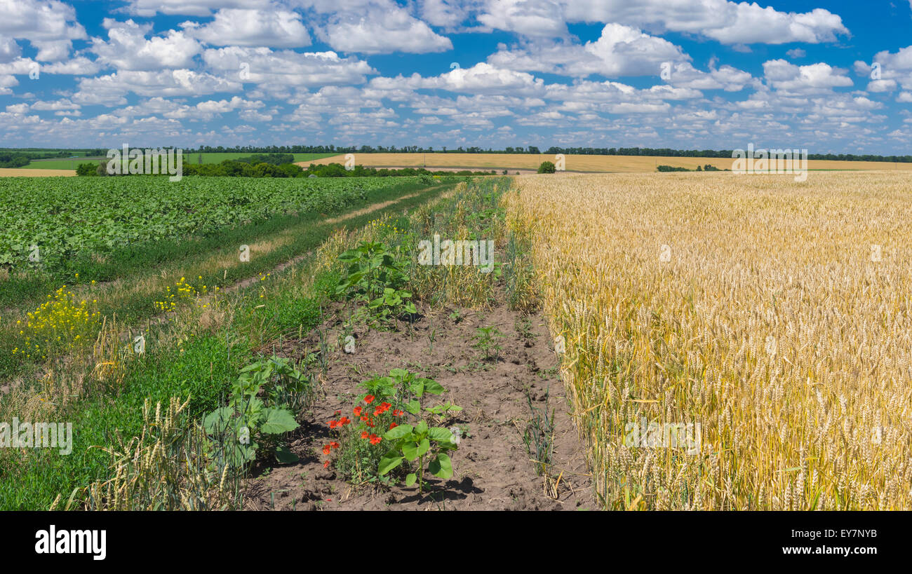 Ukrainian rural landscape with agricultural fields Stock Photo - Alamy
