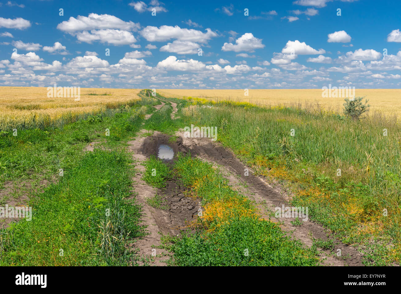 Classic Ukrainian rural landscape with wheat field and road Stock Photo ...