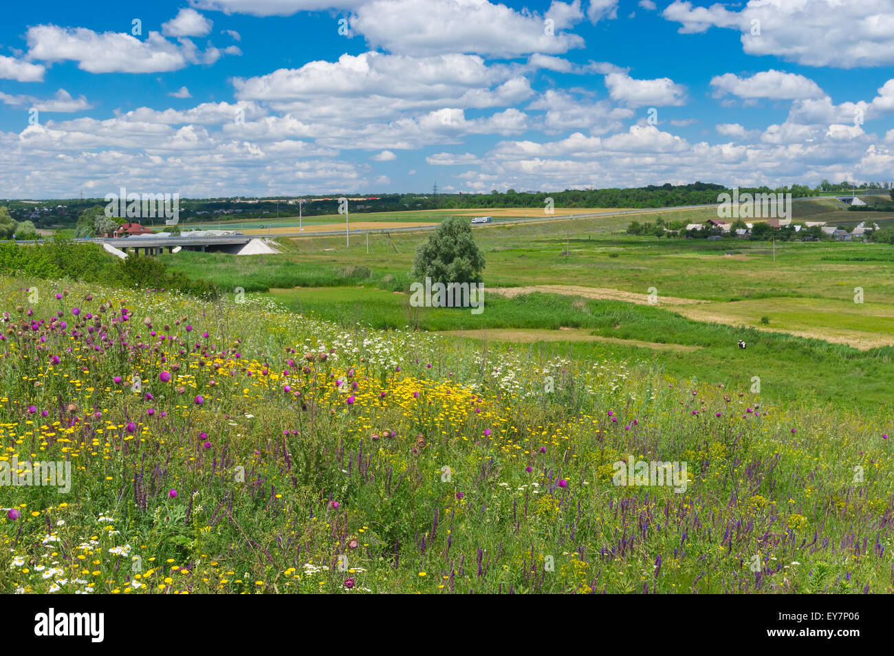 Ukrainian rural landscape at summer season Stock Photo - Alamy