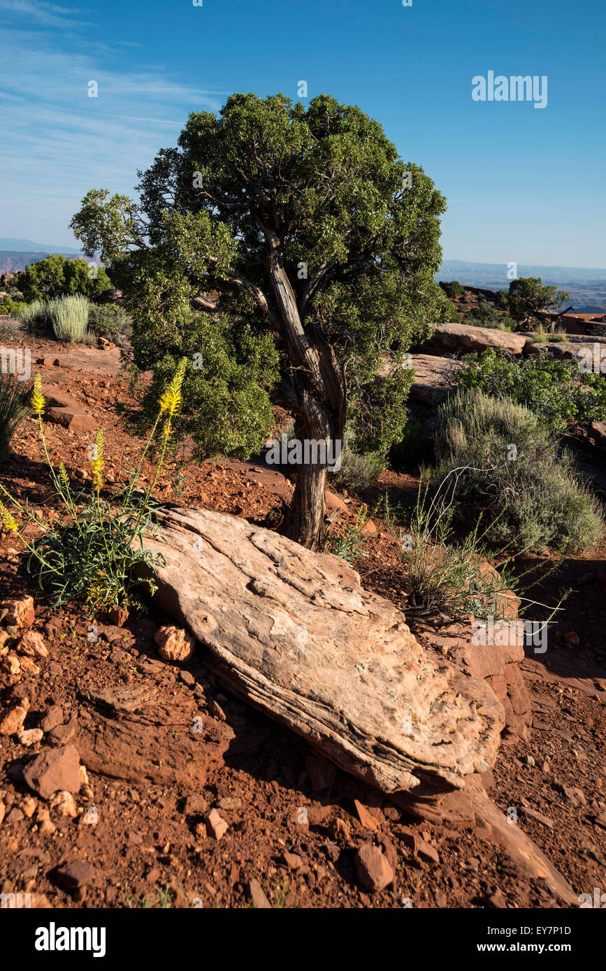 Vertical landscape with stone and tree on red rocks, Dead Horse Point ...