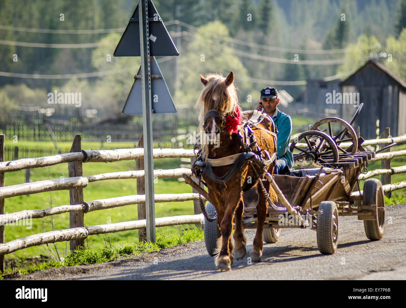 Farmer harvesting hay with horse-drawn cart in vibrant yellow fields ...