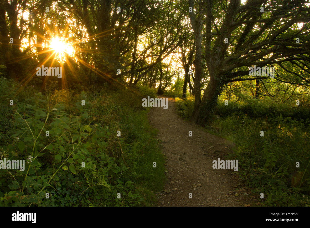 Morning woodland path Stock Photo - Alamy