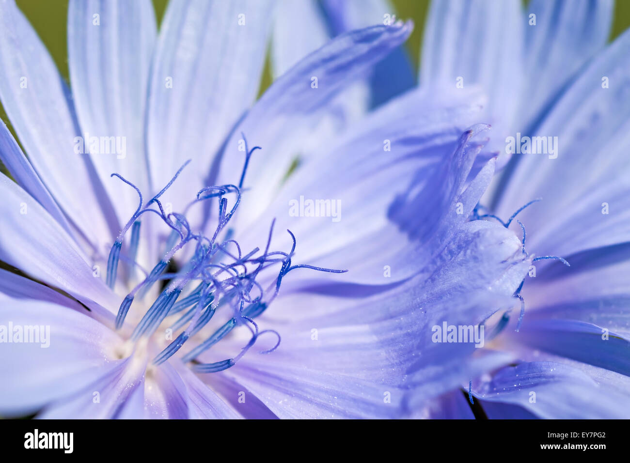 Flower chicory close-up on a green background Stock Photo - Alamy