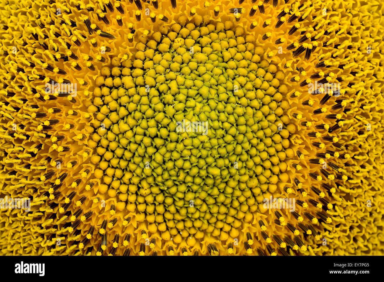 The central part of sunflower close-up Stock Photo - Alamy