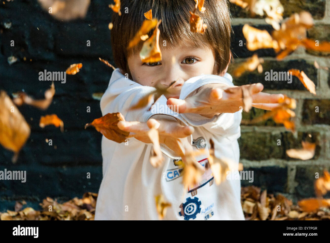Caucasian child, boy, 5-6 year old, throwing handfuls of leaves at ...