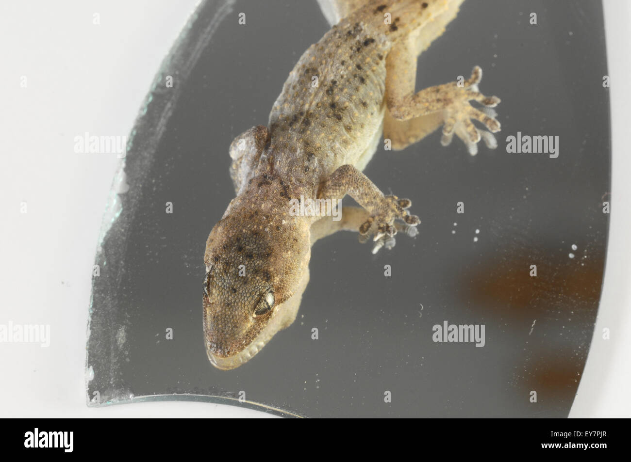 One Small Gecko Lizard and Mirror Stock Photo - Alamy