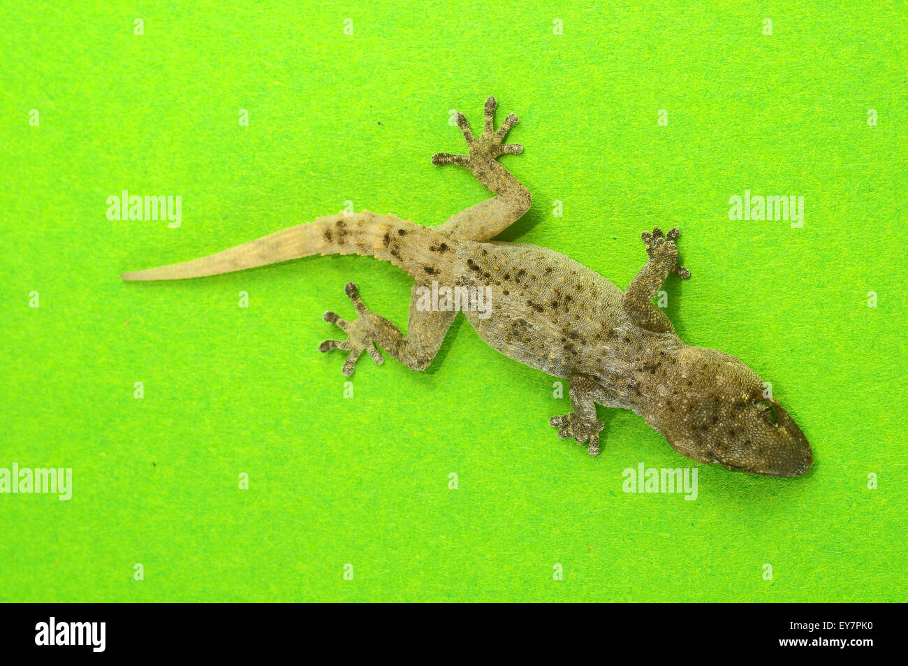 Gray Gecko Lizard Stock Photo - Alamy