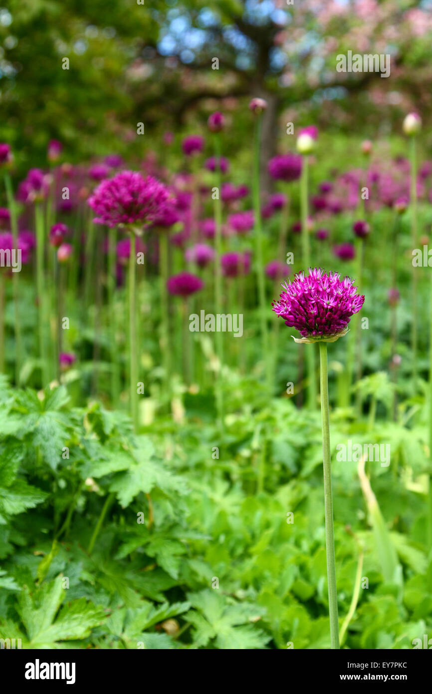 Chive plants growing in an herb garden Stock Photo - Alamy