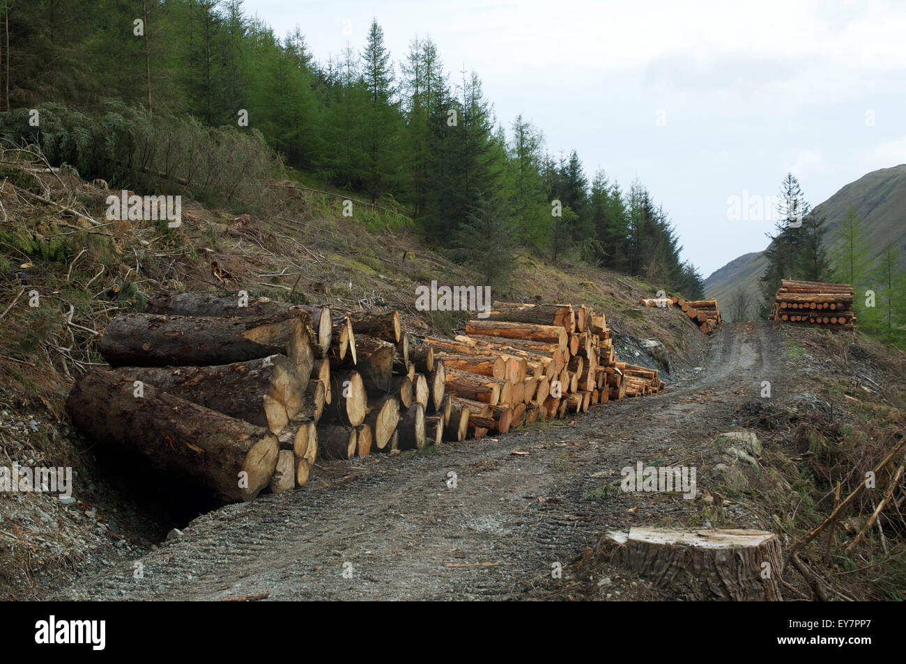 Timber awaits transportation at a Forestry Commission plantation near ...