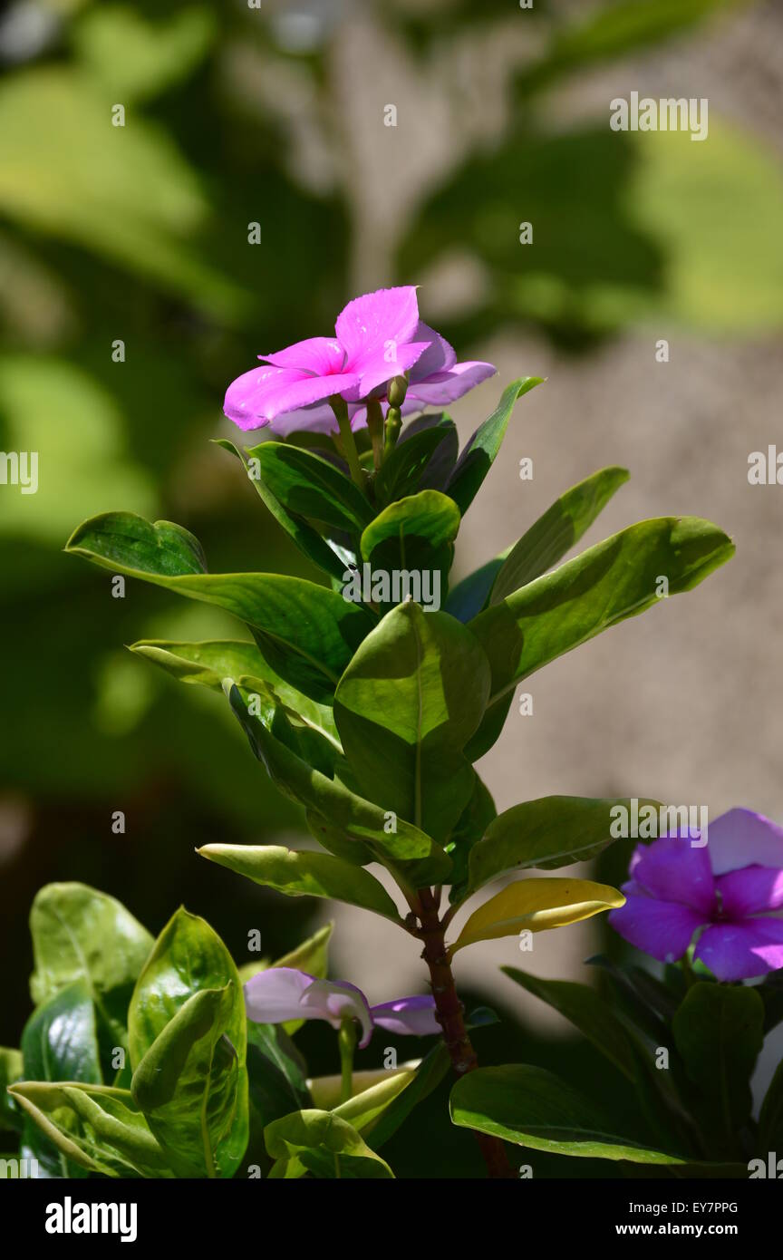 Pink flower standing alone Stock Photo - Alamy