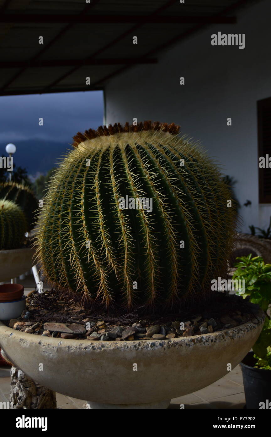 Large prickly cacti in hi-res stock photography and images - Alamy