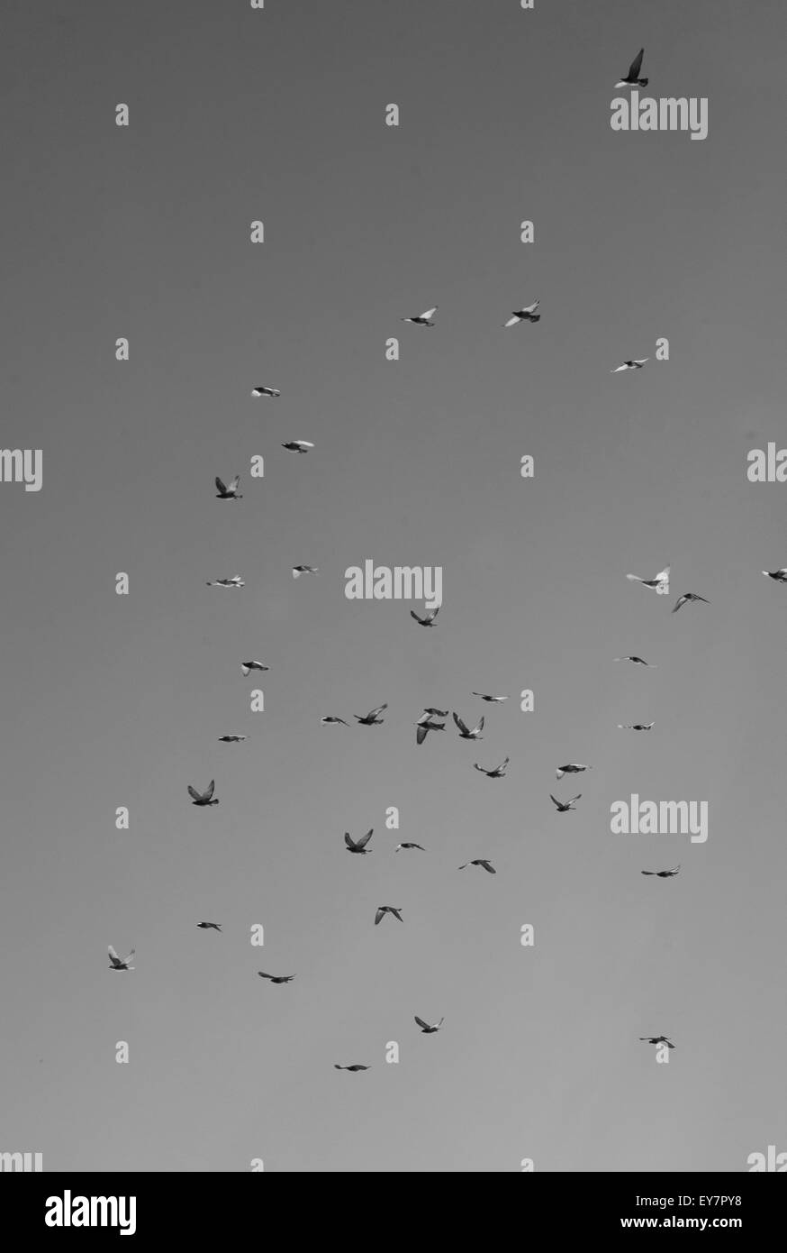 Racing Birds High Resolution Stock Photography and Images - Alamy