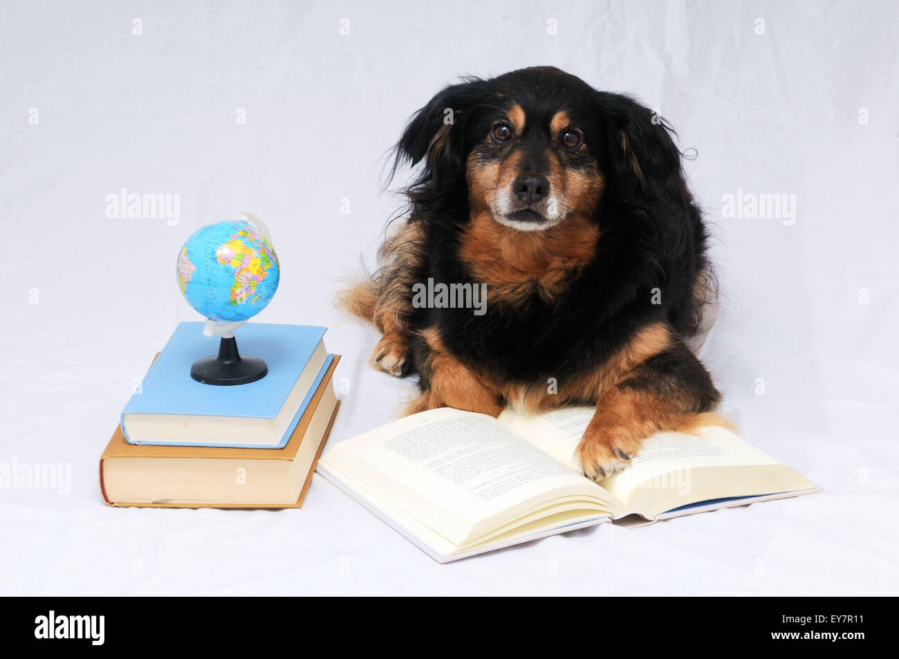 Dog clever intelligent intelligence hi-res stock photography and images ...
