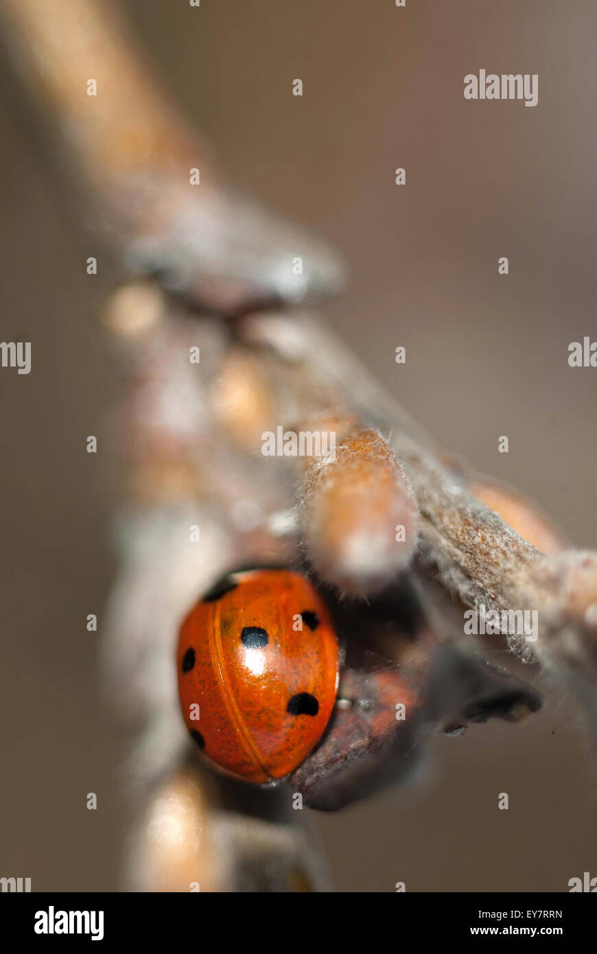 Six spot ladybird hi-res stock photography and images - Alamy