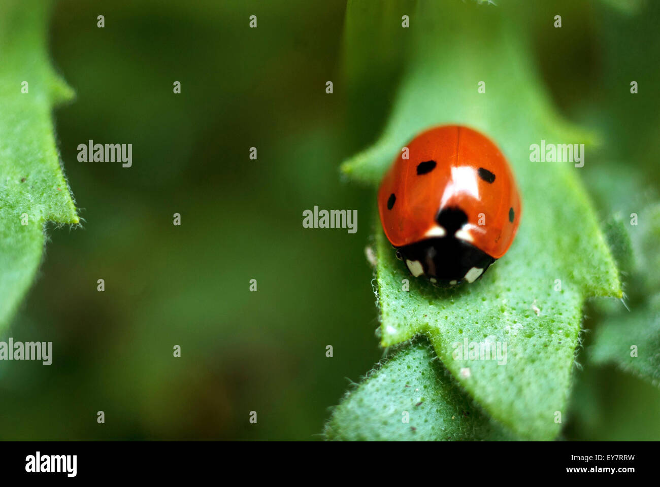 Six spot ladybird hi-res stock photography and images - Alamy