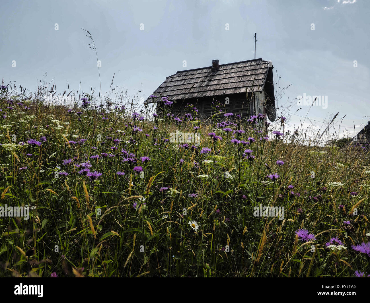 July 23, 2015 - Traditional Hutsul house, wild flowers and blue sky ...