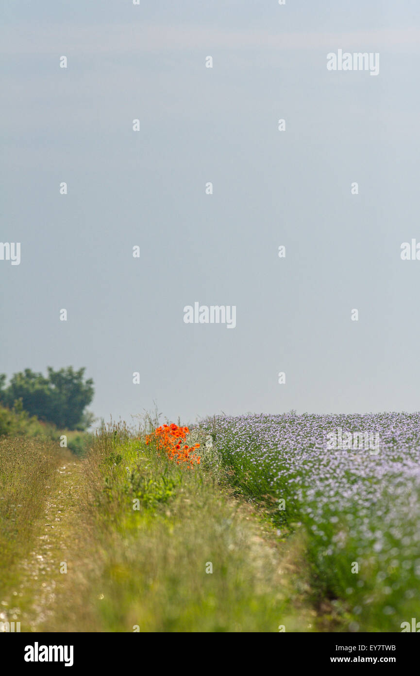 The blue flower of the Flax or Linseed plant Stock Photo - Alamy
