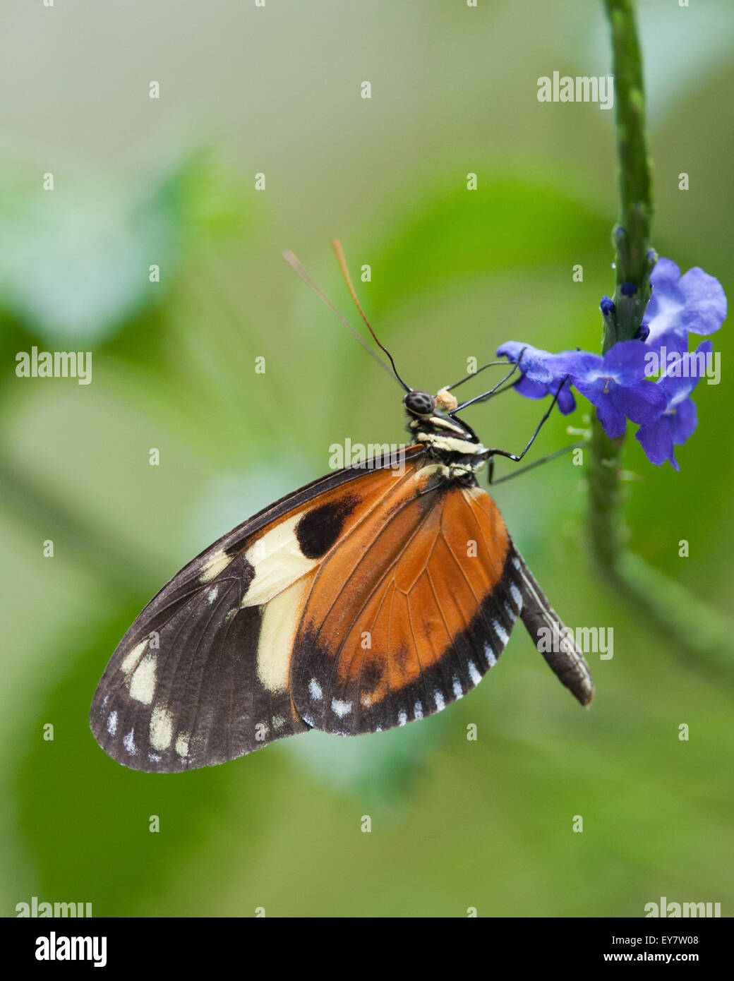 Helicoheliconius hi-res stock photography and images - Alamy