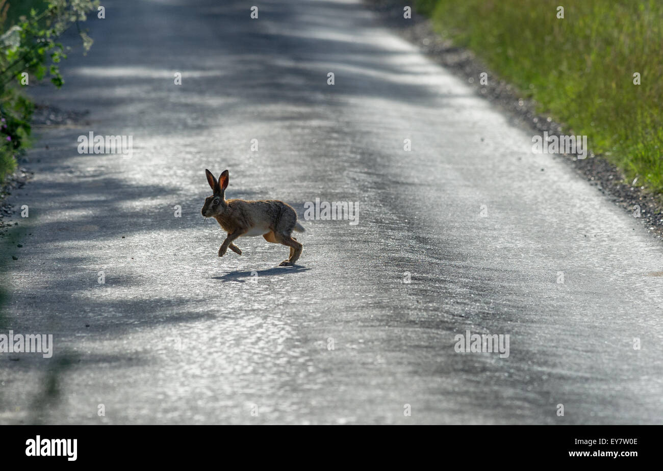 Hare running hi-res stock photography and images - Alamy