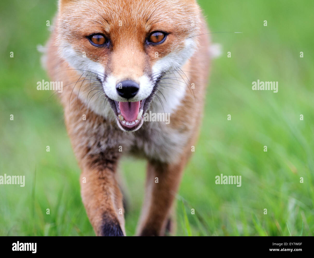 Closeup of female red fox (vulpes vulpes), Devon, United Kingdom Stock ...