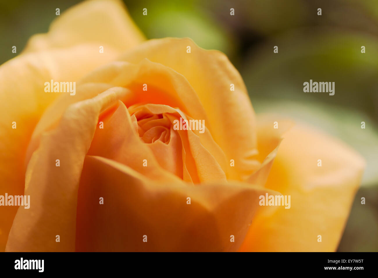 Yellow rose closeup Stock Photo - Alamy