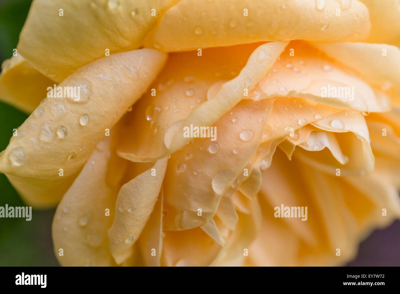 Closeup of a yellow rose after the rain Stock Photo - Alamy