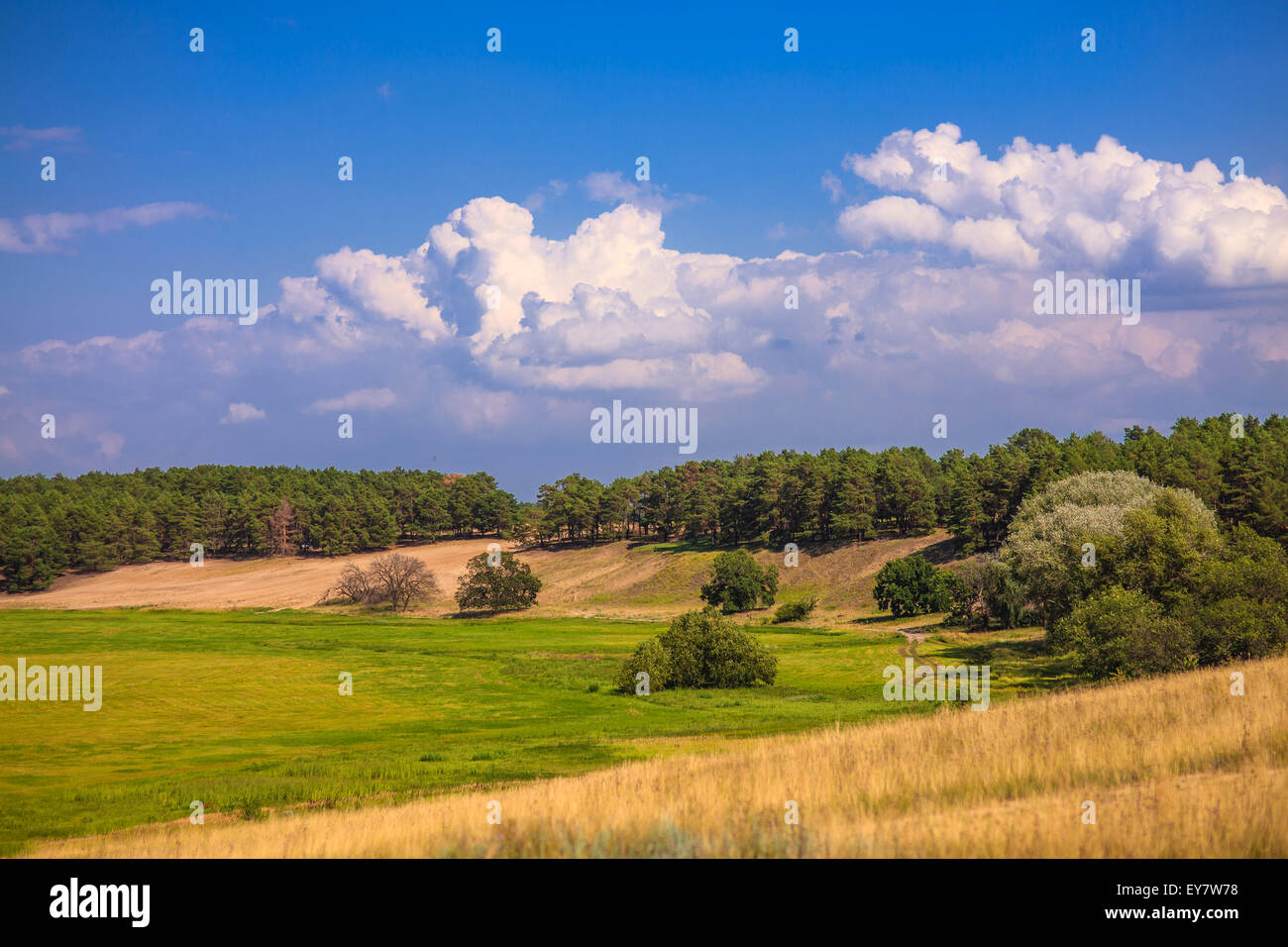 pine background field with green grass nature background Stock Photo ...