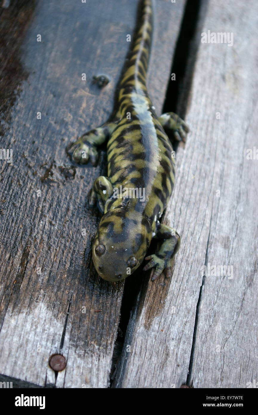 Tiger Salamander High Resolution Stock Photography and Images - Alamy