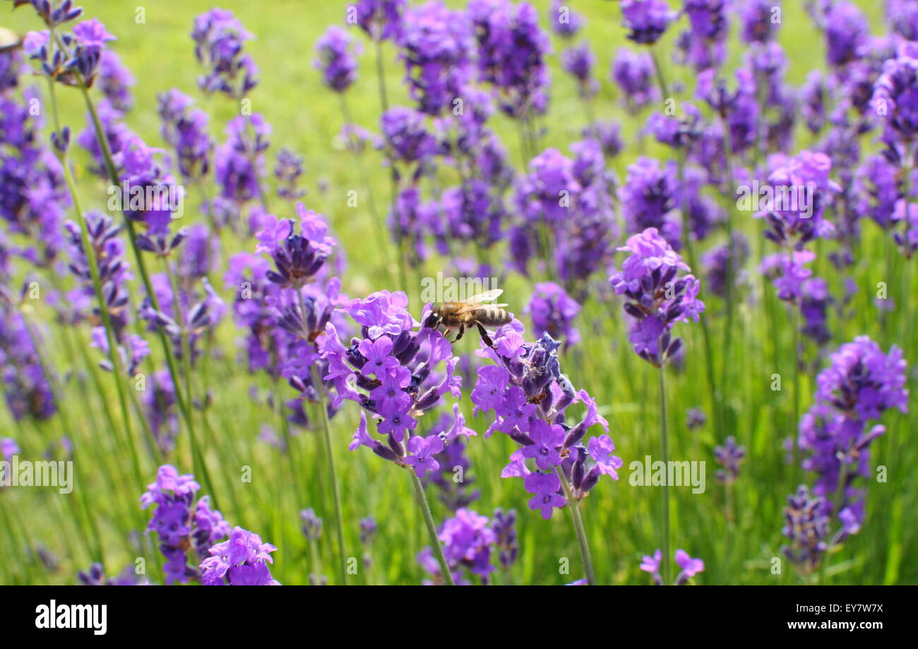 Lavender labyrinth sheffield hi-res stock photography and images - Alamy
