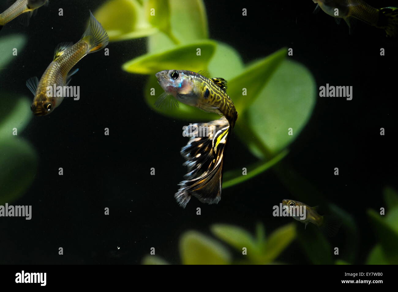 Guppy Multi Colored Fish Stock Photo - Alamy