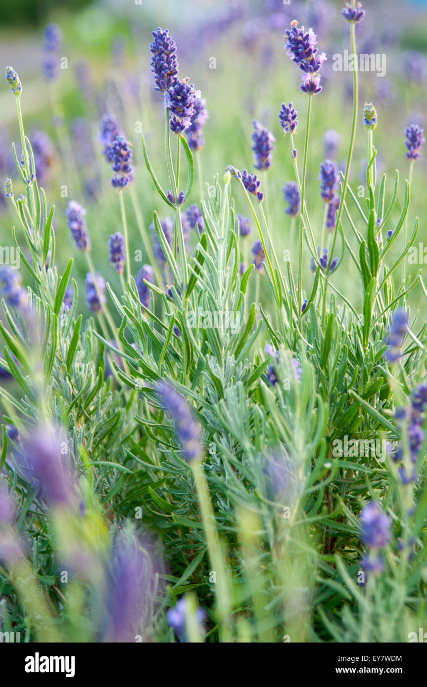 Lavender flowers blooming hi-res stock photography and images - Alamy