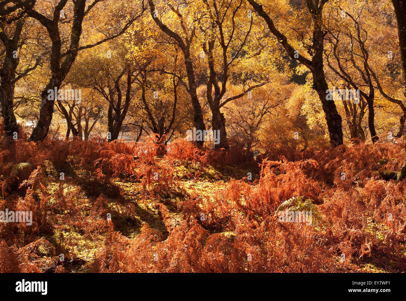 Autumn Woodland, Scottish Highlands Stock Photo - Alamy