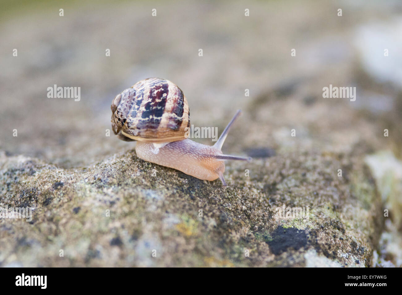 Snail on rock, United Kingdom Stock Photo - Alamy