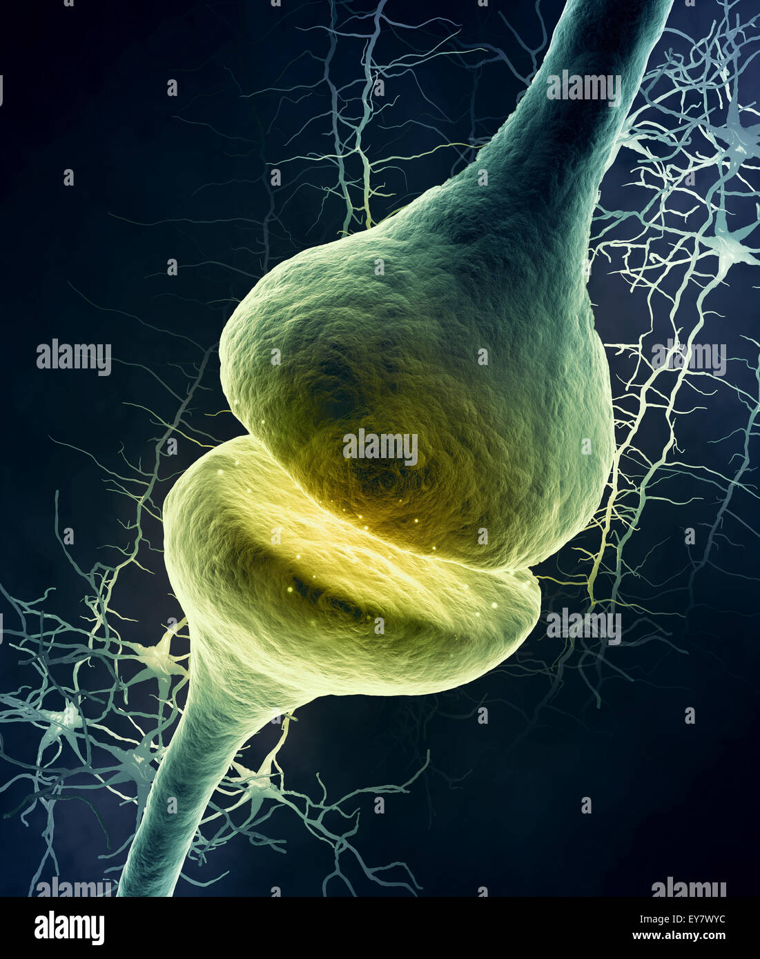 Nerve anatomy hi-res stock photography and images - Alamy