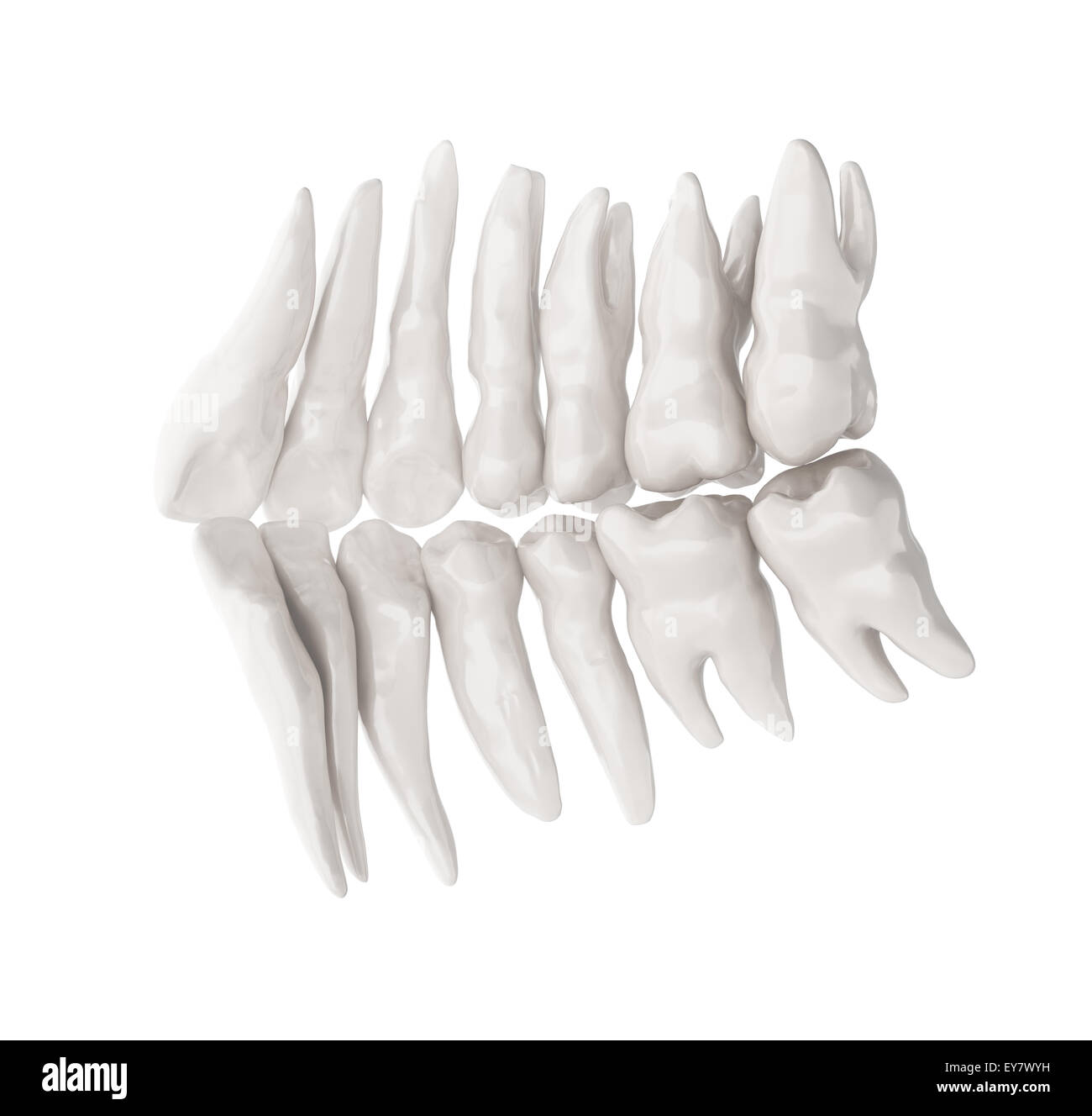 Medical illustration of human teeth Stock Photo - Alamy