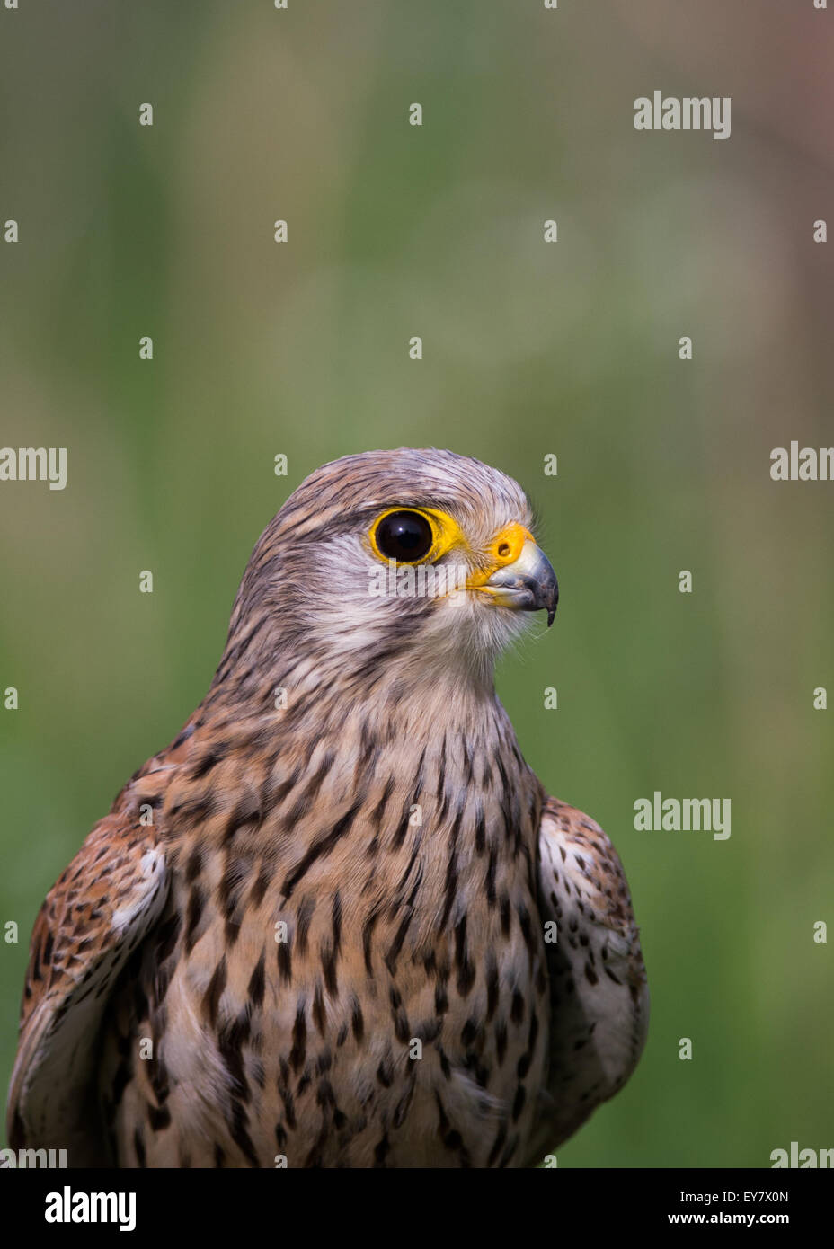 Common kestrel falco tinnunculus adult female hi-res stock photography ...