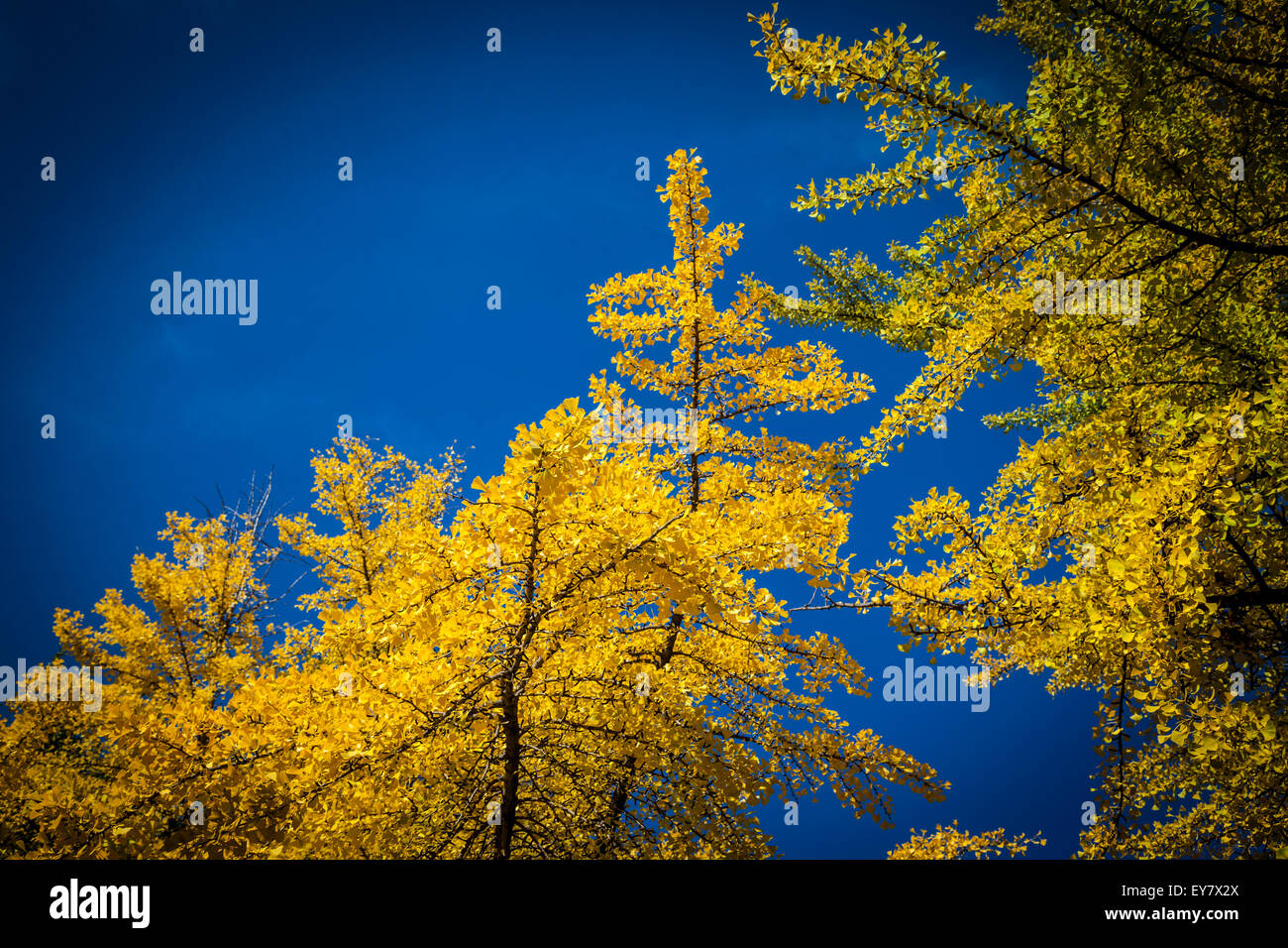 Trees and leaves in the streets of New York Stock Photo - Alamy