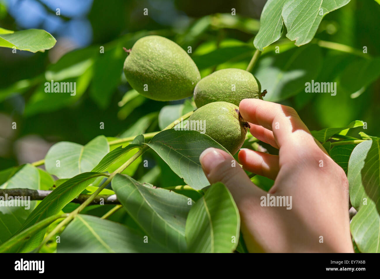 Pick fruit of a tree hi-res stock photography and images - Alamy