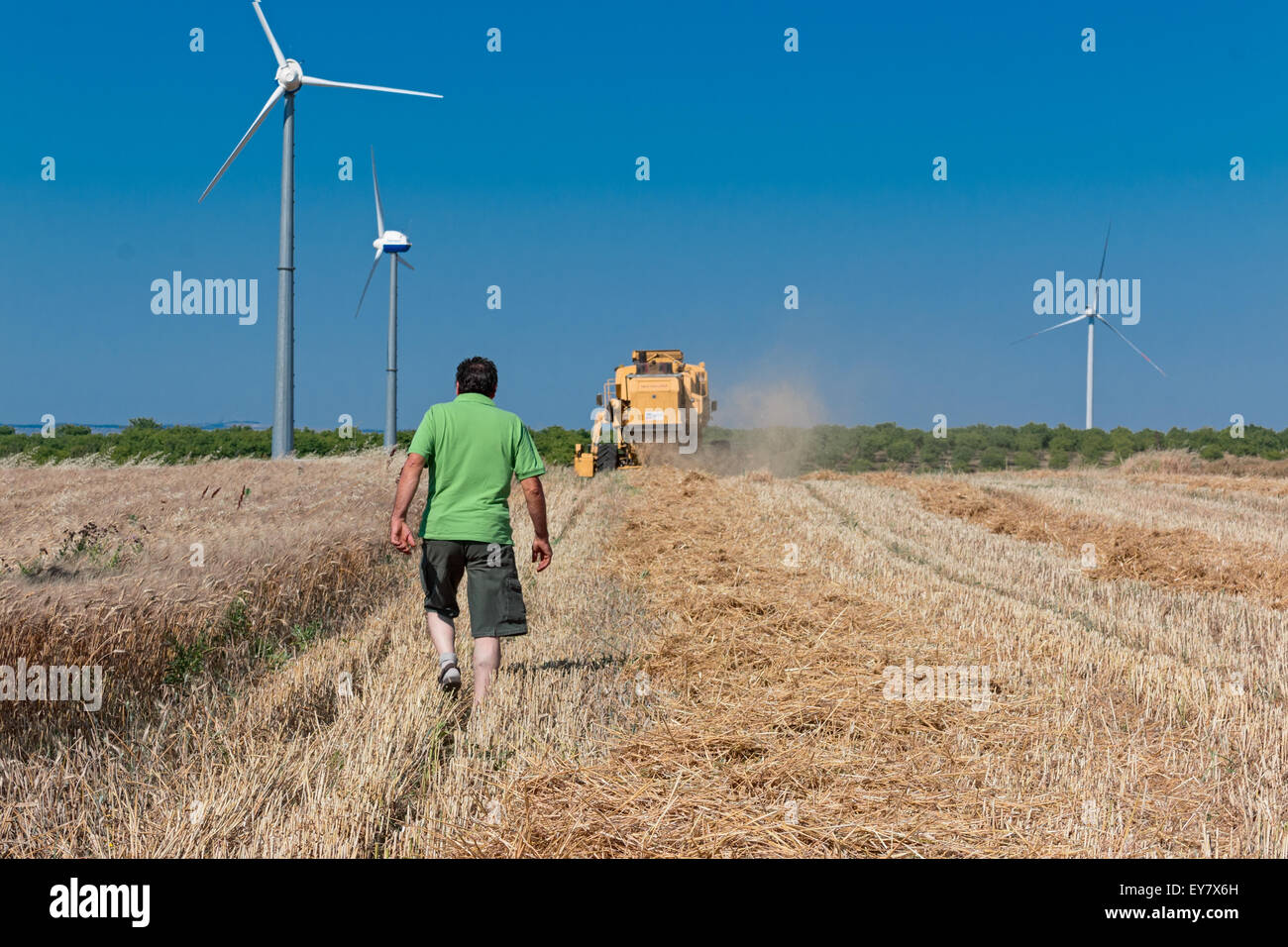 man follow combine harvester to work in wheat field Stock Photo - Alamy