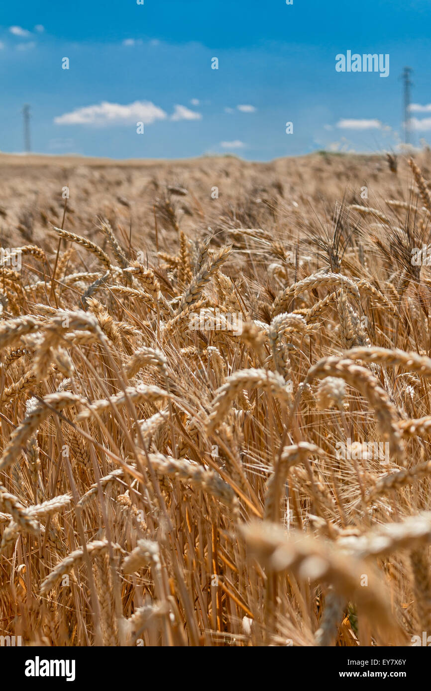 landscape of a gold wheat field Stock Photo - Alamy