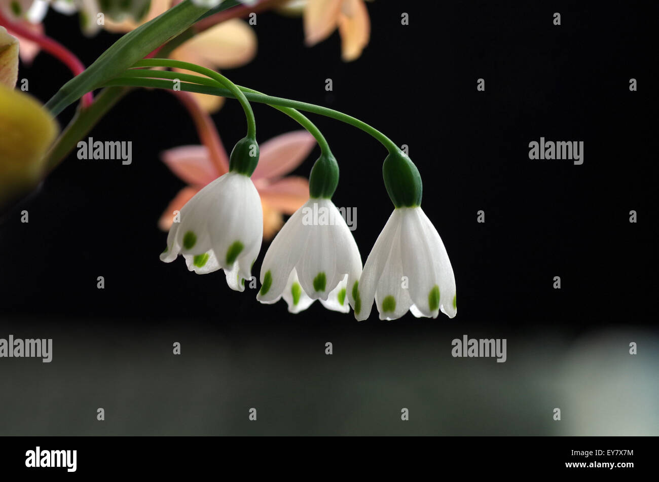 Leucojum aestivum summer snowflake hi-res stock photography and images ...