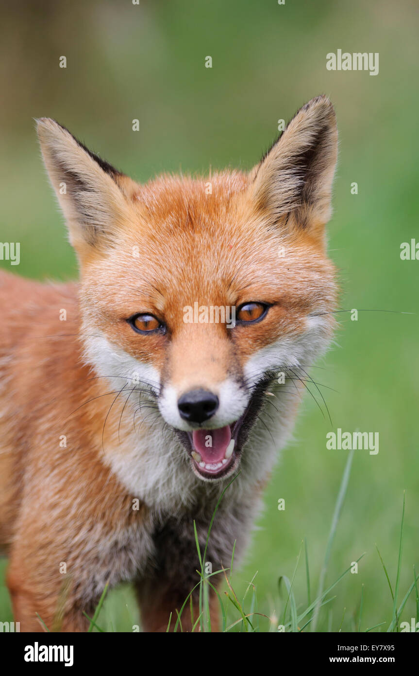 Female red fox (vulpes vulpes), Devon, United Kingdom Stock Photo - Alamy