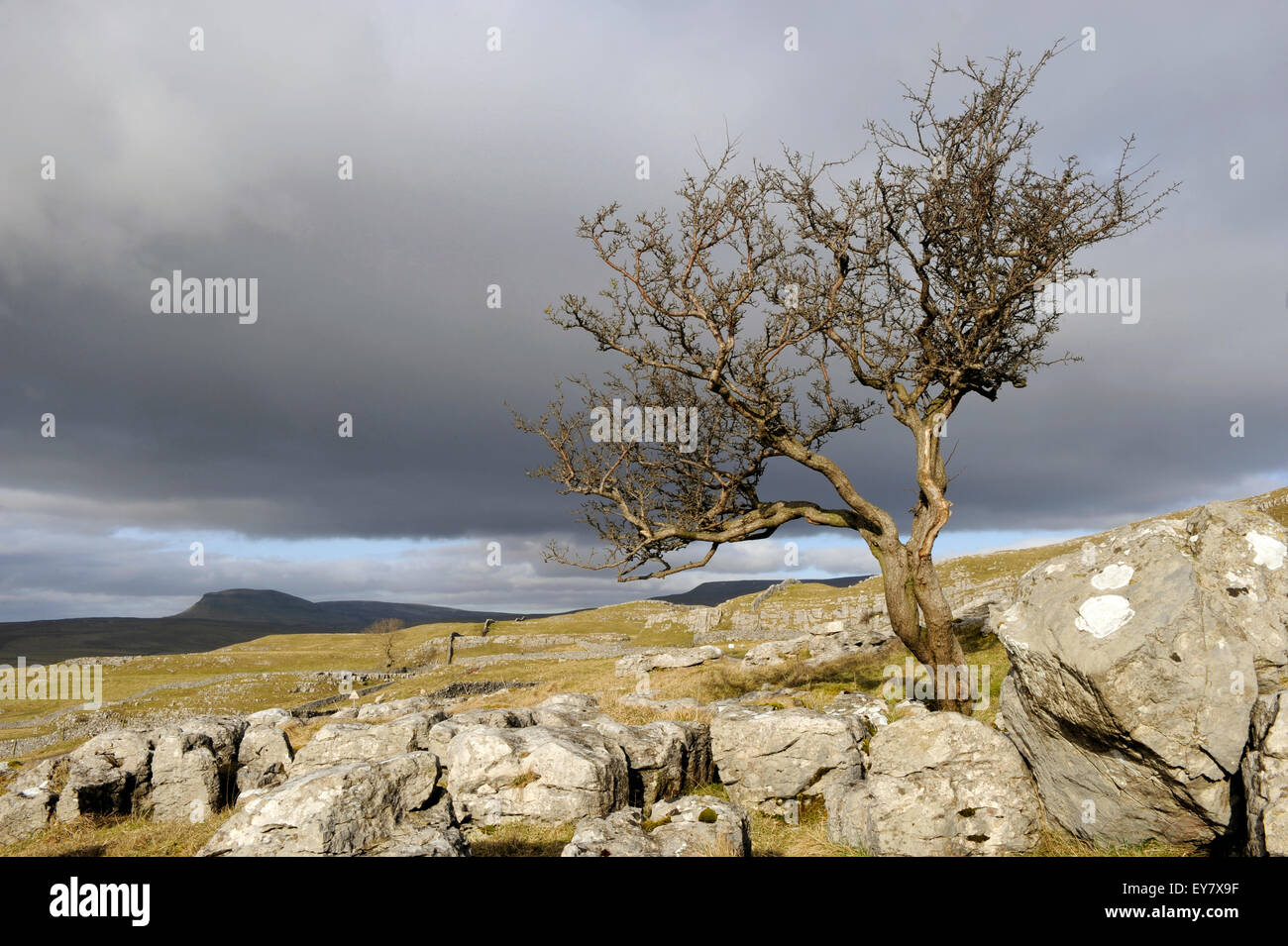 Tree colour yorkshire hi-res stock photography and images - Alamy